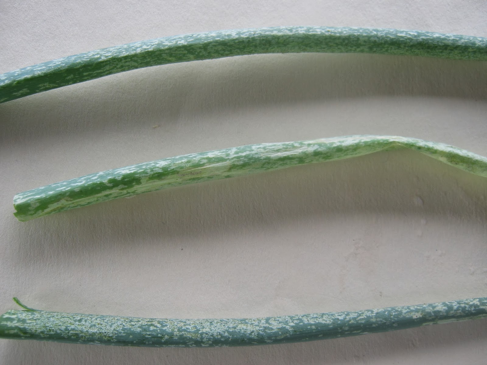 Garden Guy Hawaii: Onion Thrips