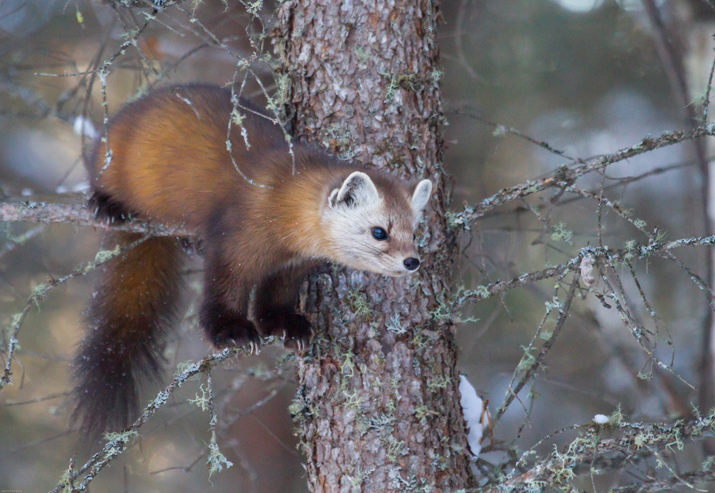 ADK Forever Wild: Meet the Marten