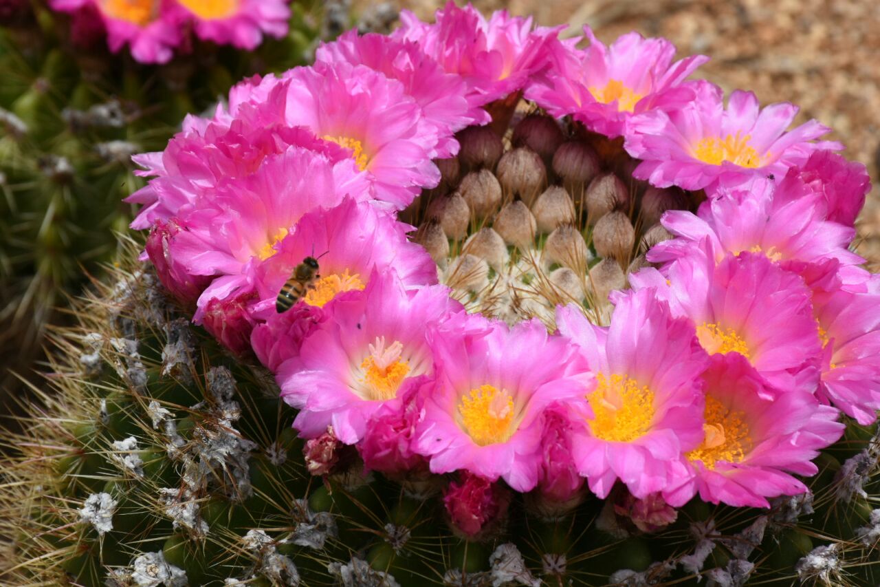 Little Darwin: AUSTRALIAN CACTUS COUNTRY