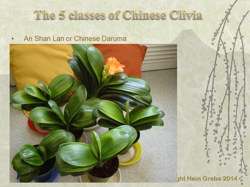 Sharing flower bulb information: Different types of Chinese Clivia