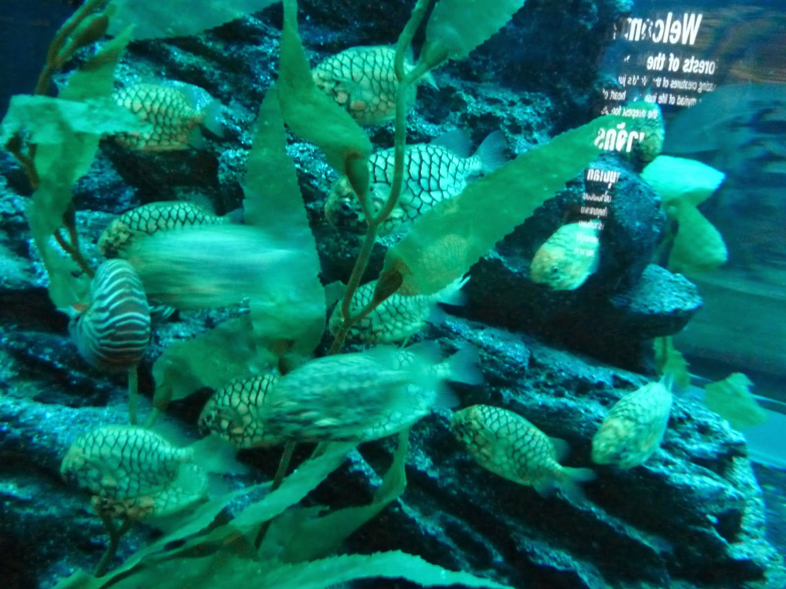 Kee Hua Chee Live!: SIAM OCEAN WORLD AT PARAGON IS FILLED WITH FABULOUS ...