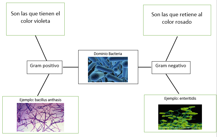 Biologia : Mapa mental " Dominio bacteria"