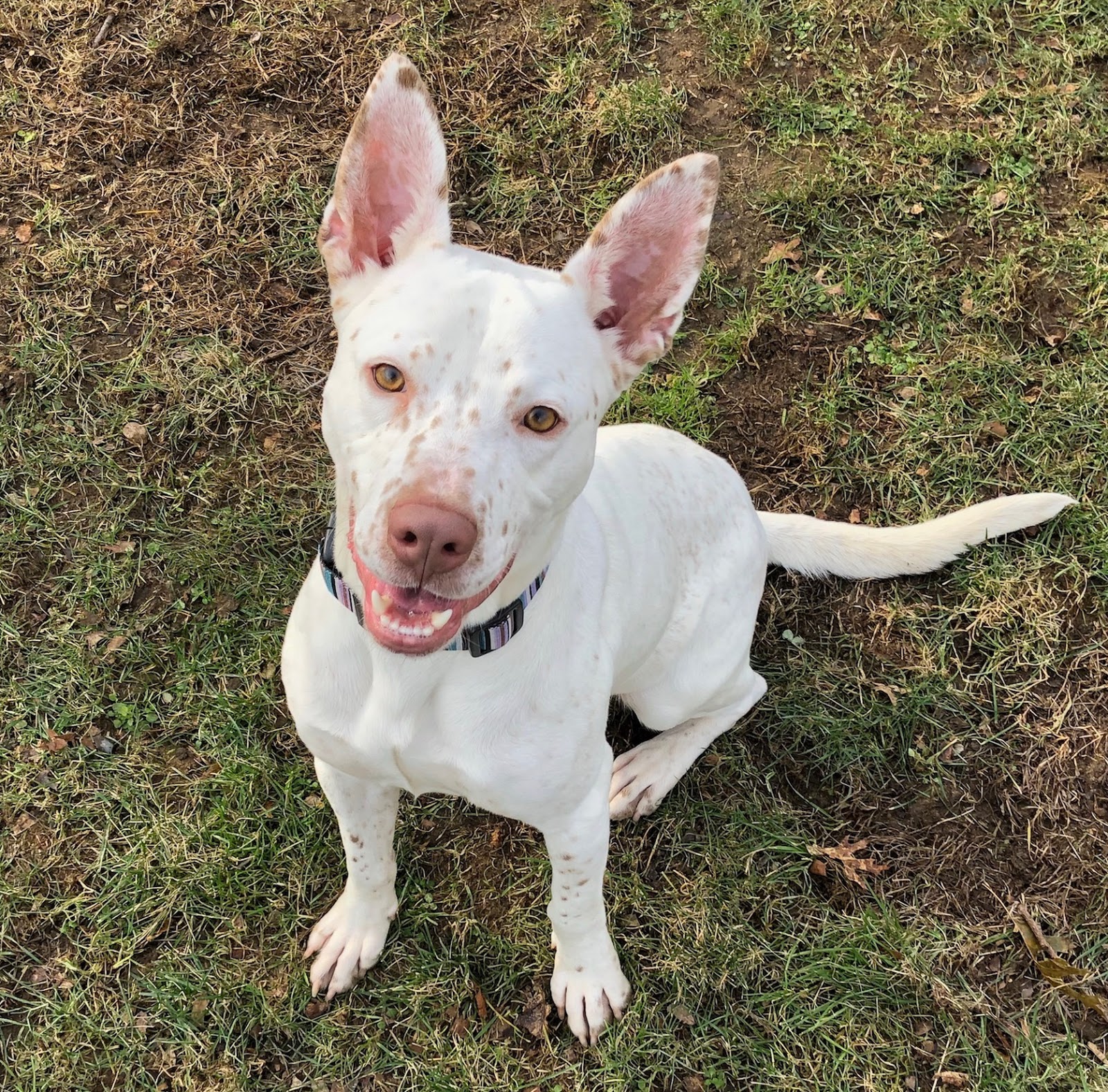 Progressive Charlestown: Dog of the Week