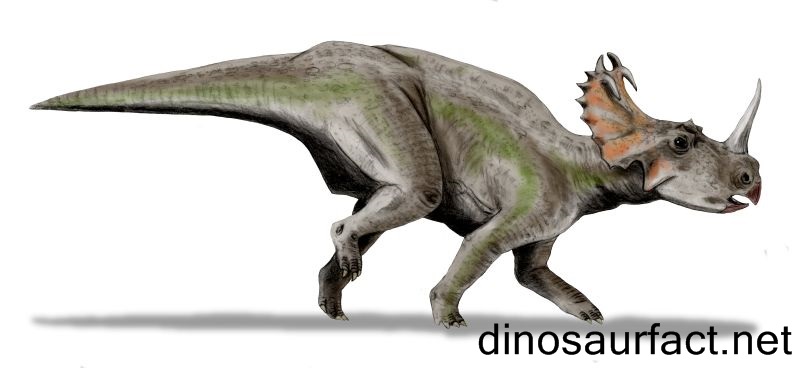 FAMILIA CERATOPSIDAE: DINOSAURIOS: FAMILIA CERATOPSIDAE