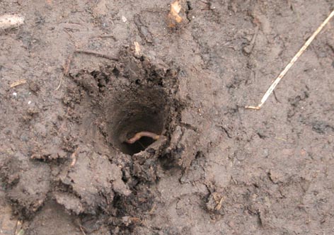 stories under stones: the wonders of worms