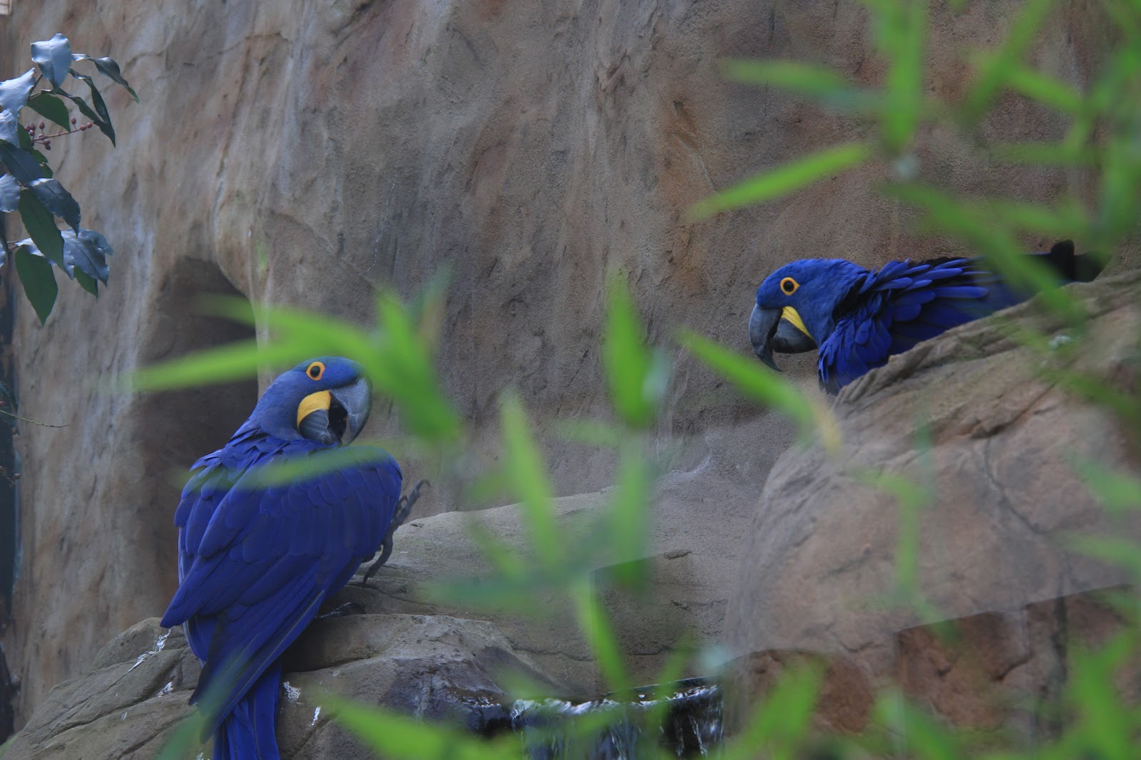Photos from the life of a Welshman: Chester zoo birds