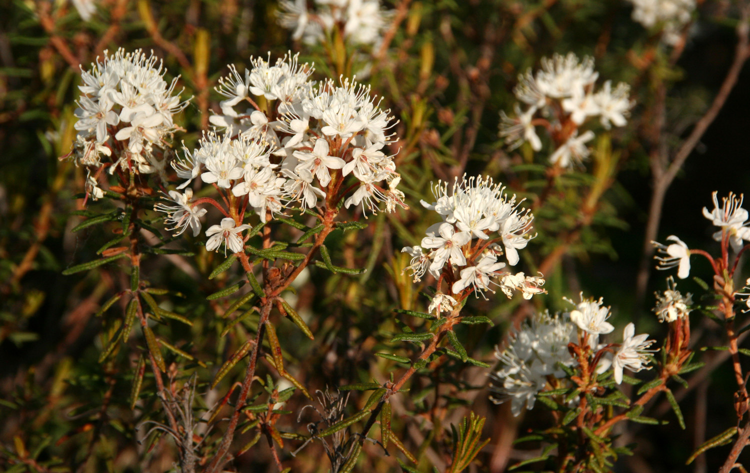 Exploring the tiaga - Naturally North Idaho