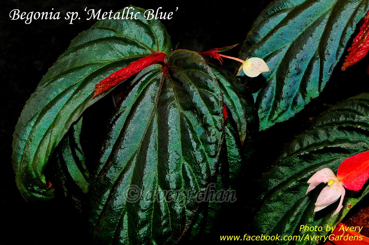 Avery Gardens: Begonia sp. Metallic Blue