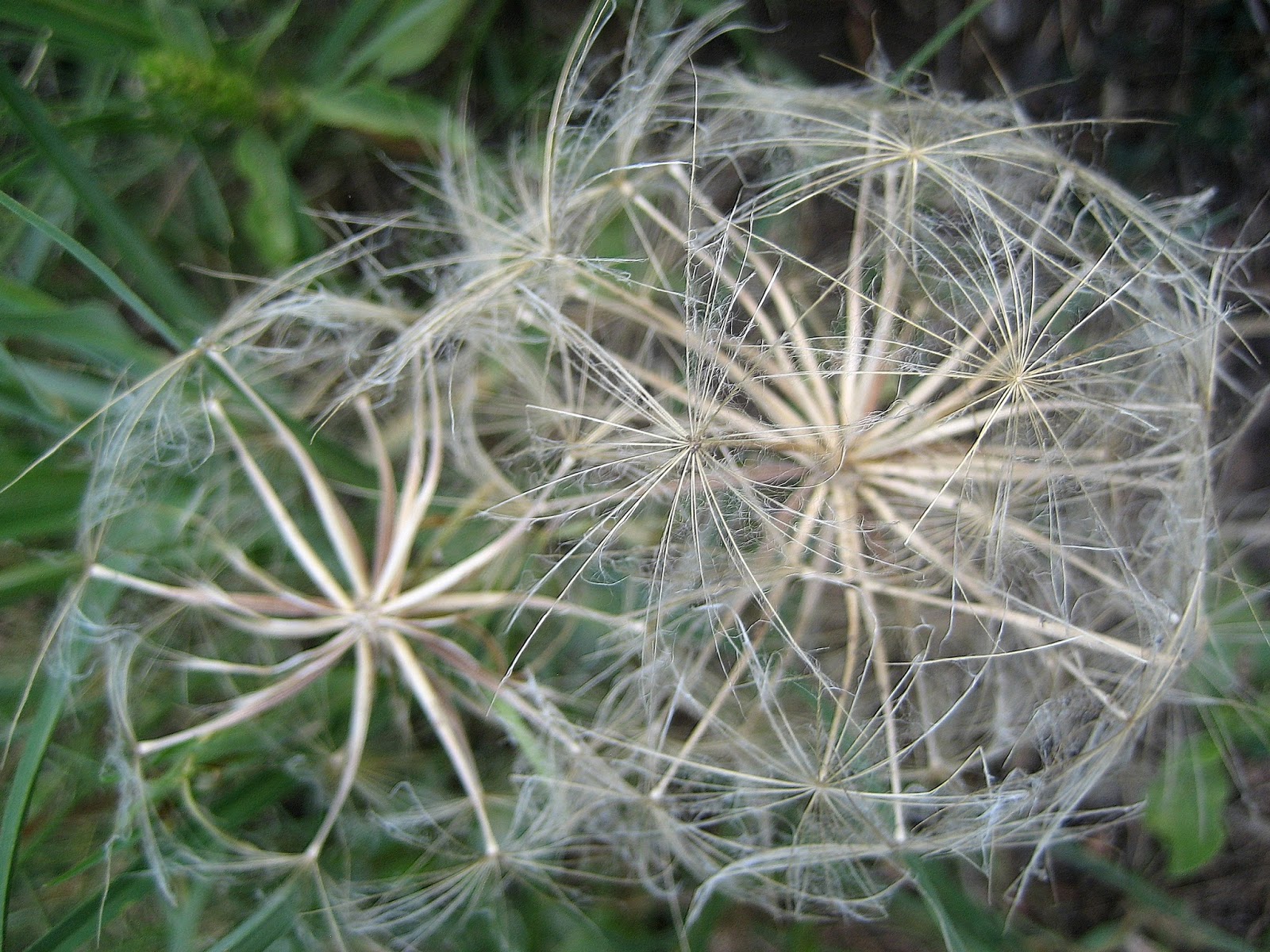 Living Rootless: Montezuma, New Mexico: A Faerie Flower