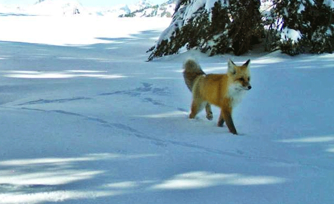 White Wolf : Elusive Red Fox Spotted In Yosemite National Park After ...