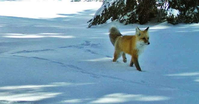 White Wolf : Elusive Red Fox Spotted In Yosemite National Park After ...