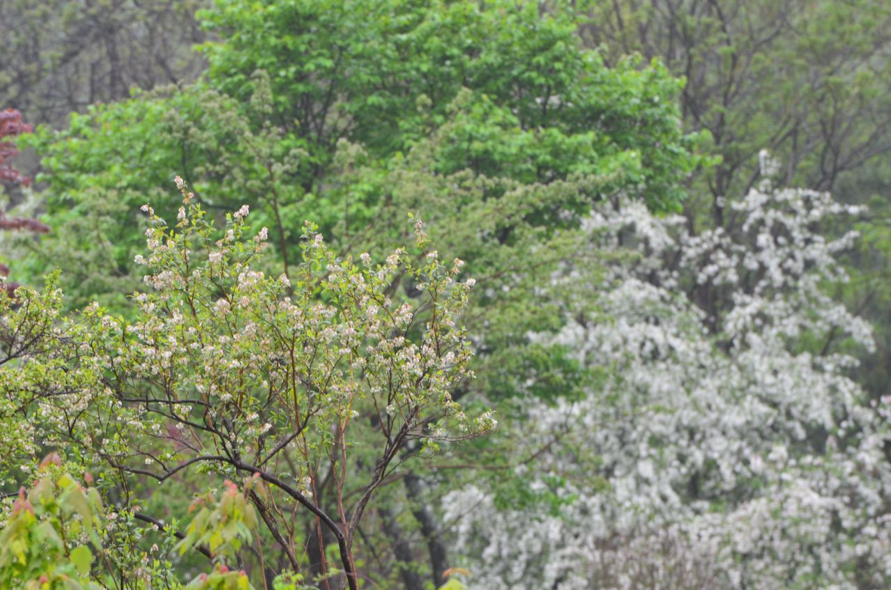 Looking Back Wildly Native Highbush Blueberries Flowers to Fruit ...