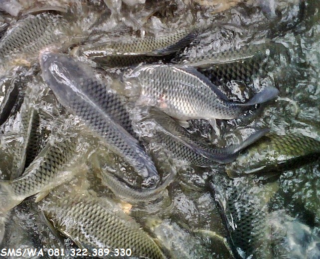 Umpan Pengumpul Ikan Di Lapak ~ Toko Umpan Master Essen