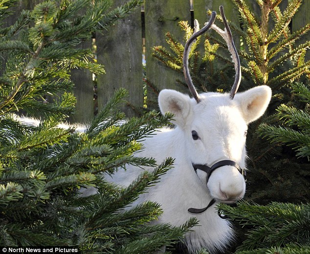 Santa's snowy helper: Rare reindeer puts garden centre visitors in the ...