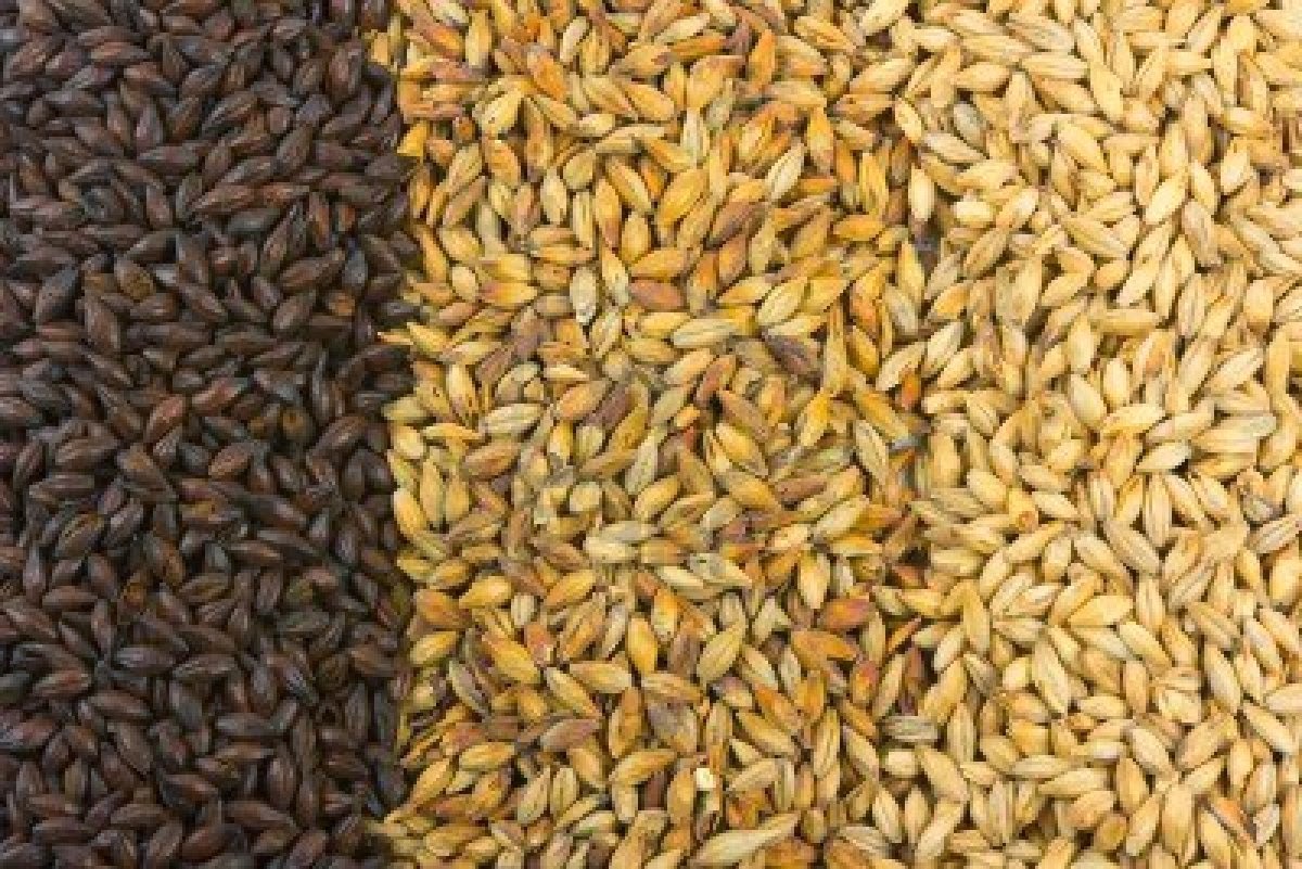 LA MALTA | BIRRUS MAGNIFICUS