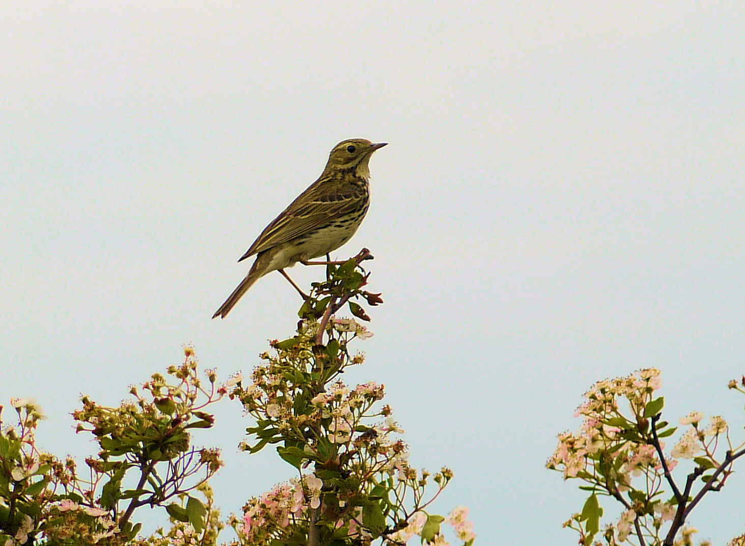 The Birds of Kent: Meadow or Tree Pipit