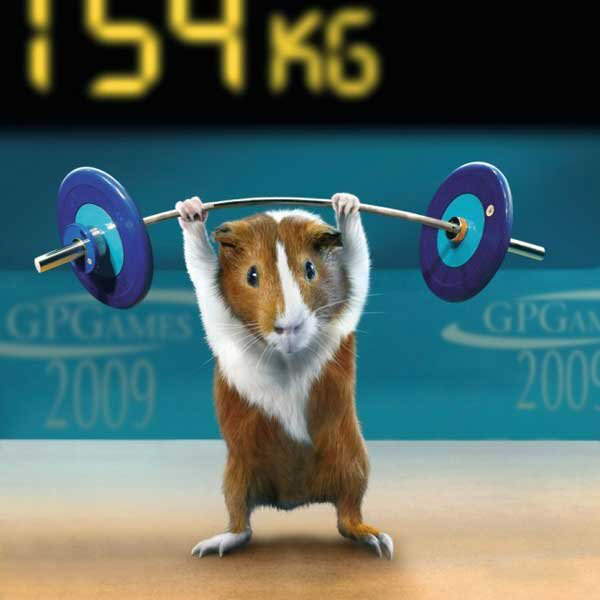 All Funny,Cute,Cool and Amazing Animals: Funny Rats Images and Pictures ...