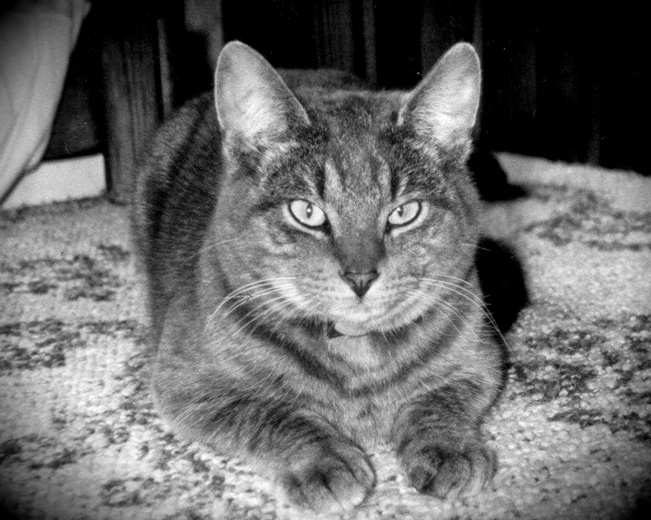 La Libreta Helada: El gato Pardo.