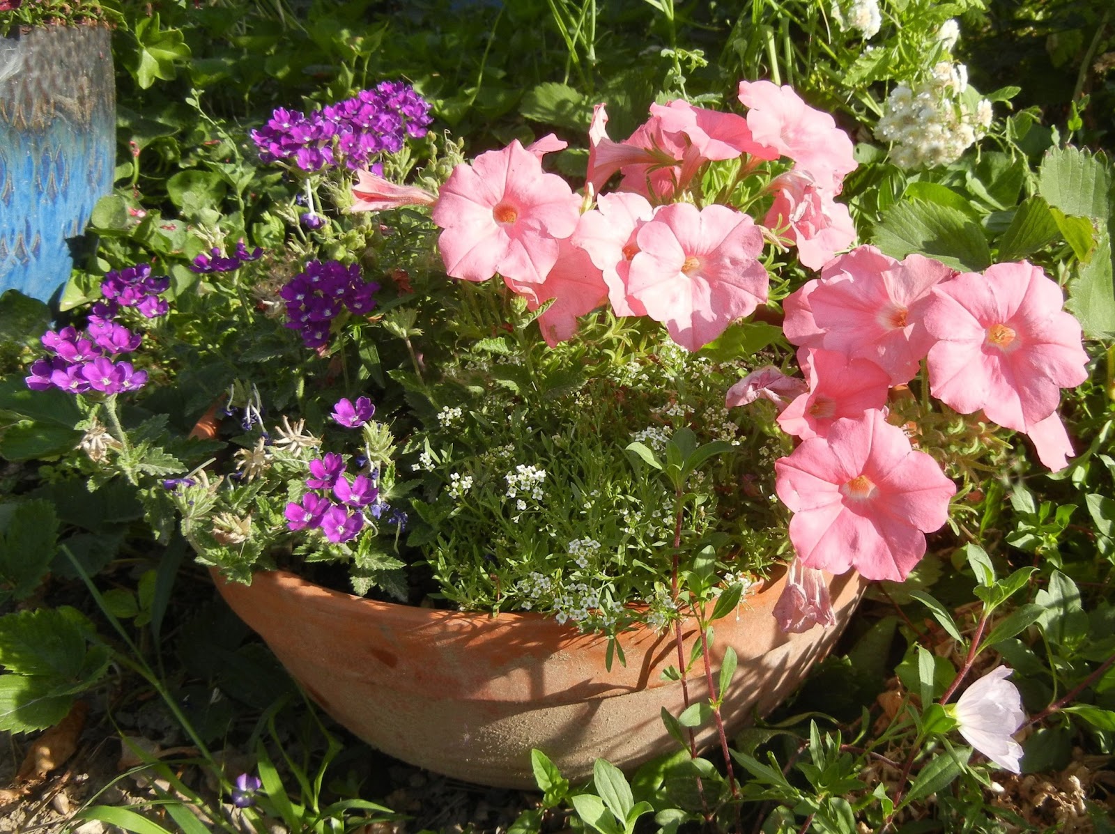 Photographing Flowers: Picture-Perfect Potted Plants