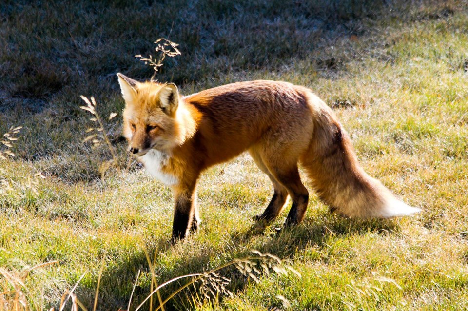 Transfigurations: A fox at Breckenridge...