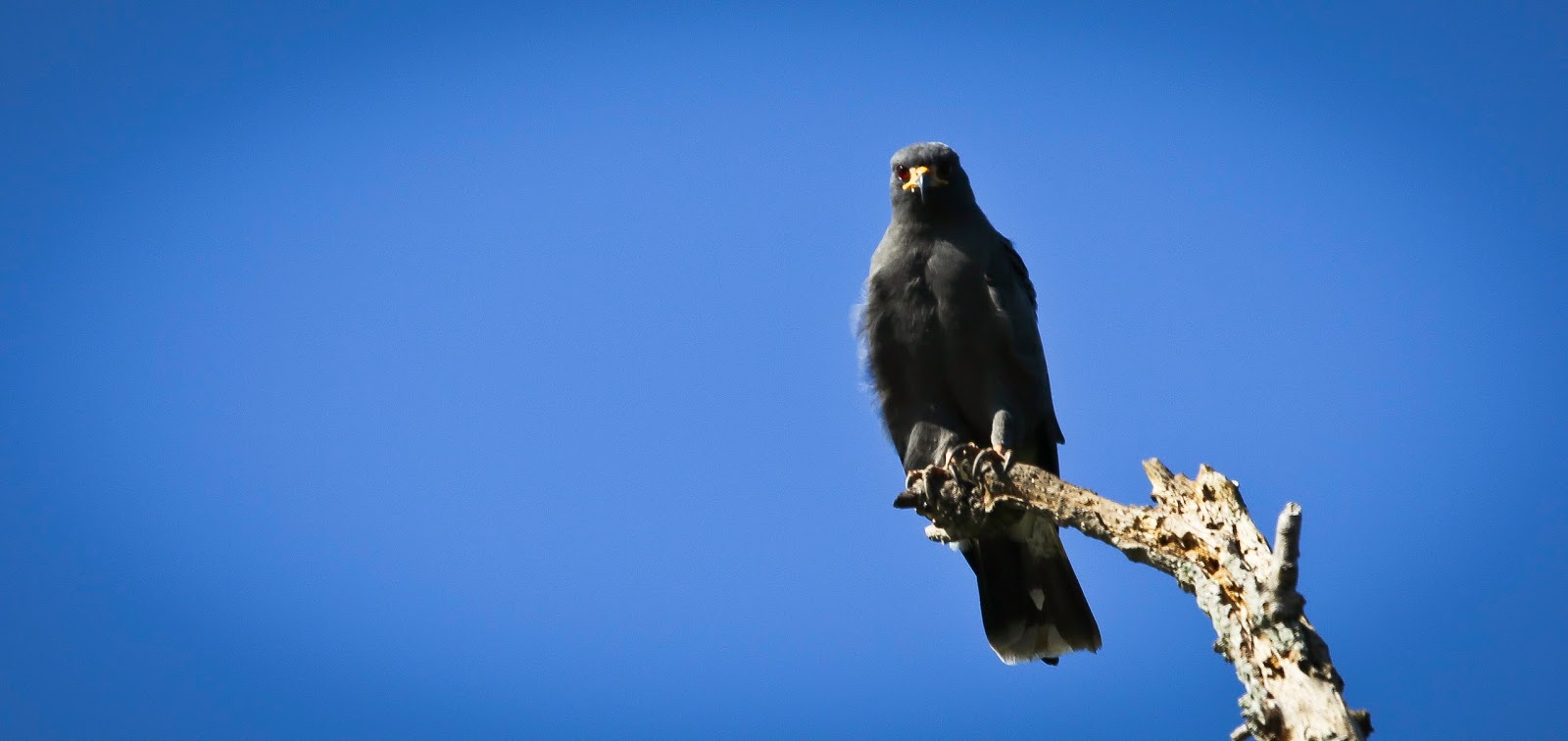 OFF THE BEATEN TRACK: Los Llanos - Animal Safari, Venezuela