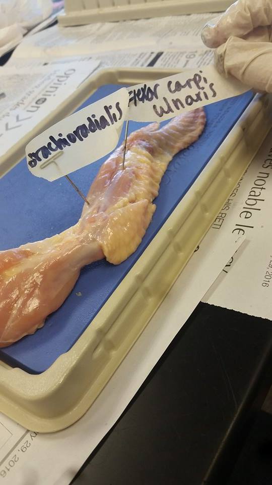 Kanika Anatomy and Physiology: Chicken Dissection Lab Report