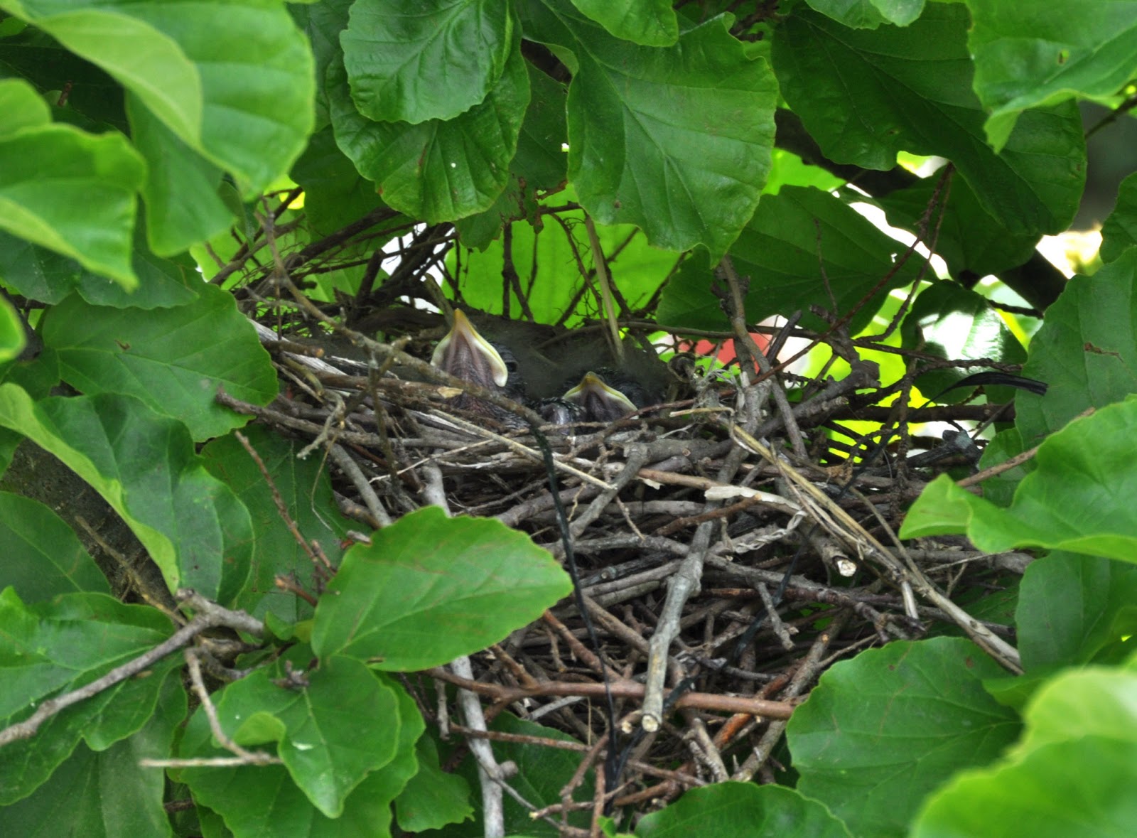 Labyrinth by the Bay: Amaryllis, Purple Milkweed and Mockingbirds