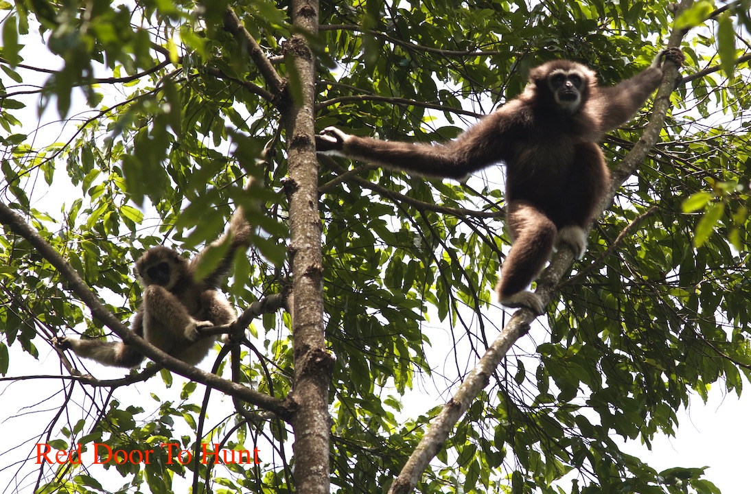 RED Door To Hunt: Beruk Kentoi~Macaca arctoides~Stump tailed Macaque
