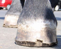 Connemara Pony Research into Hoof Wall Separation Disease (HWSD) : Hoof ...