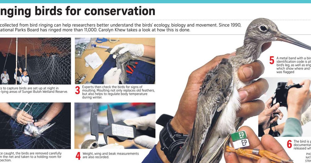 wildsingapore news: Tagging birds with high tech