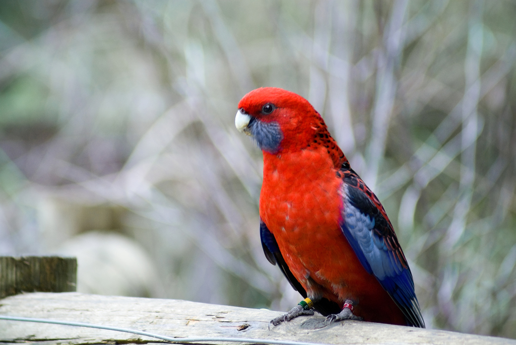 Crimson Rosella | The Life of Animals