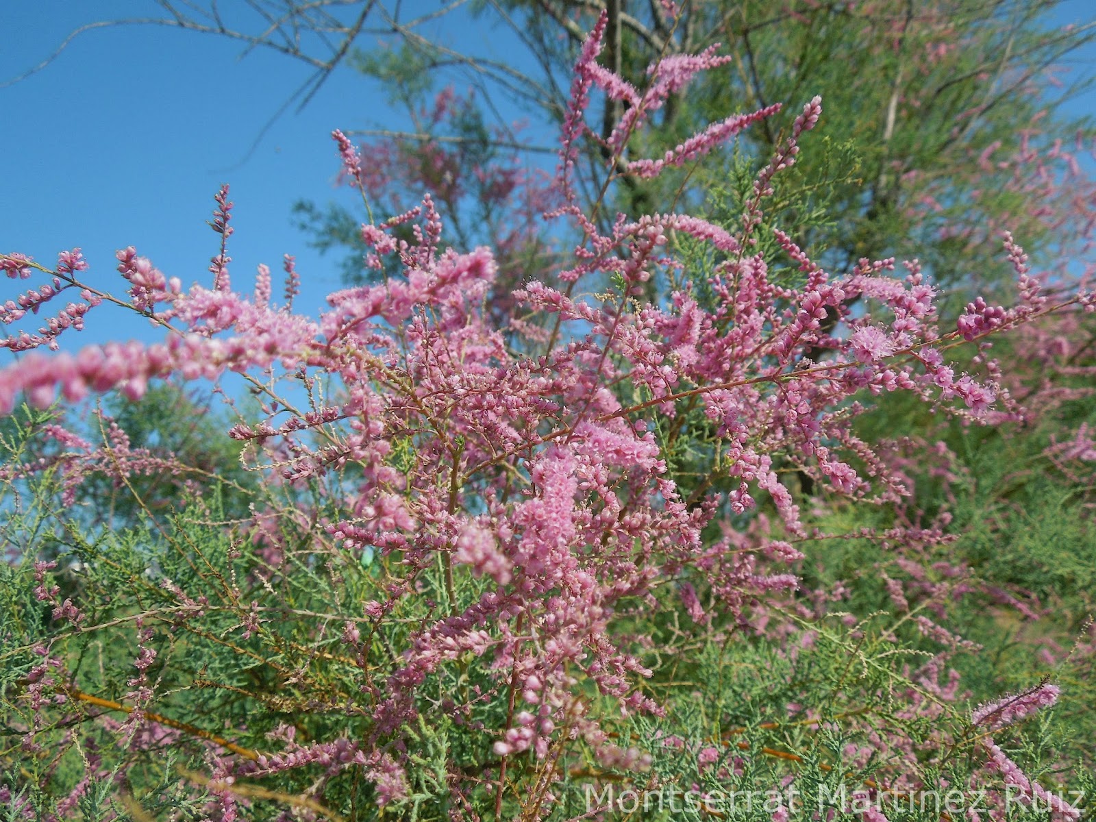 TARAY o TAMARIZ - BOTÀNIC SERRAT