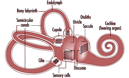 PhysioSolutions: BPPV