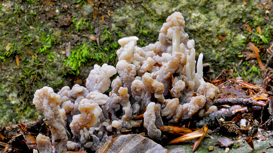 Natura de Caps de Setmana: Ramaria pallida