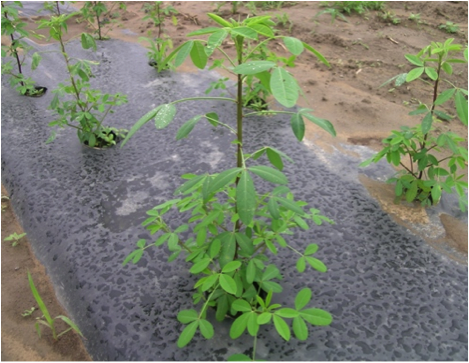 Recopilacióndatoshistoricosdelagastronomiamexicana