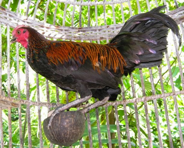 Ayam Bekisar - Peternak Ayam Cemani dan Kedu