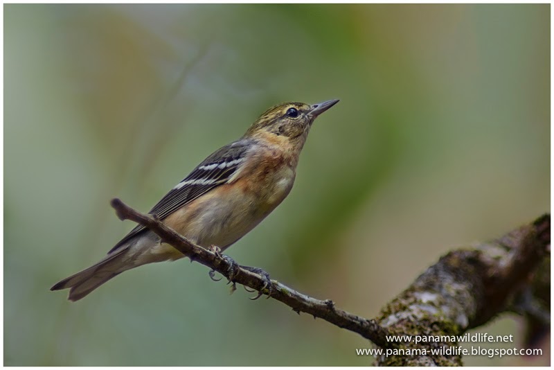 Birds photos from Darien, Panama (pt. 1 - Bicolored Wren)