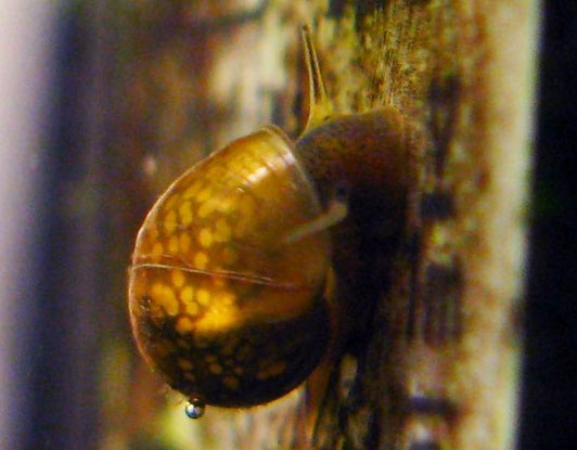 Keong Kolam (pond snail) - hama atau bukan? ~ Aquascape Batang