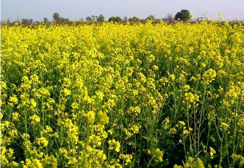 Village Life - Mustard, Sarson fields, Crops, Punjab - Karamat Adeel
