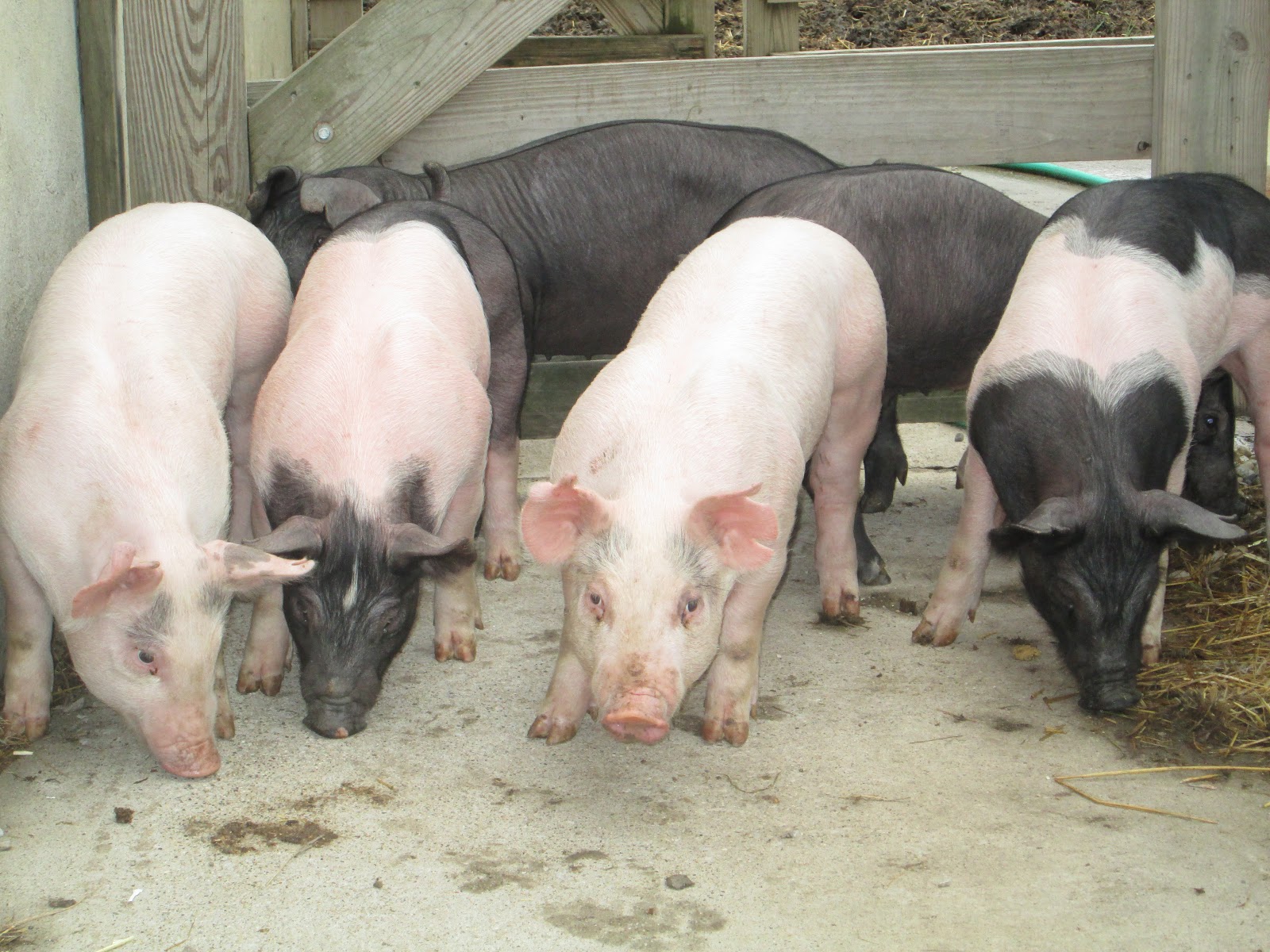 Wagner Feed: New 4H animals have arrived!