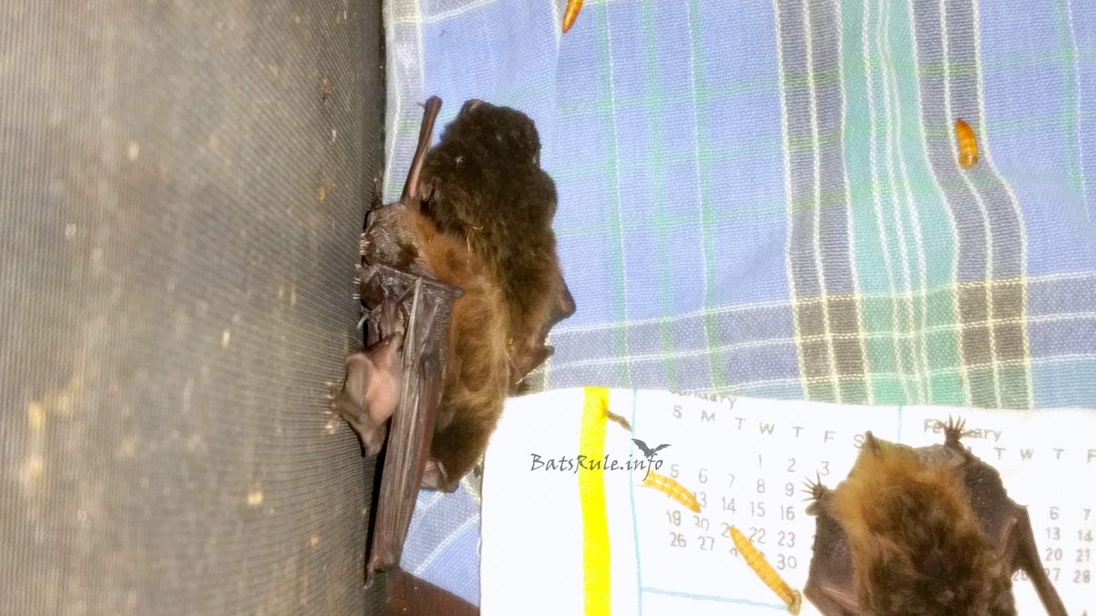 Rehab | Microbats | Gould's Wattle in care pics2