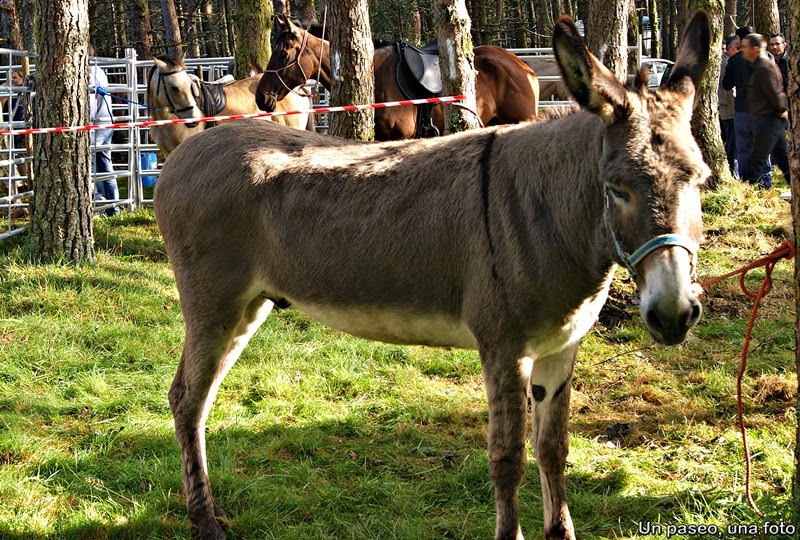 Un paseo,una foto: XXVII Feira do poldro e gando de monte. Muras (Lugo)