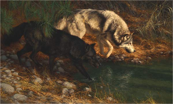 White Wolf : Greg Beecham - American Artist of the Wild West.