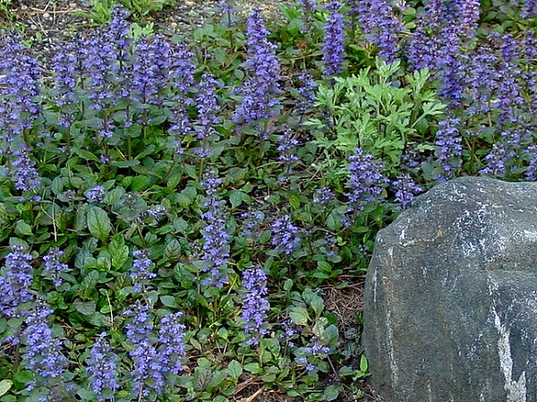 Green Girly: Zone 3 Flowering Ground Cover: Bugleweed, Ajuga