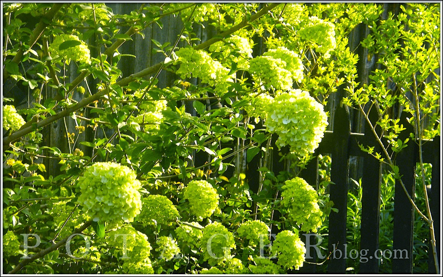 P O T A G E R: Chinese Snowball Viburnum