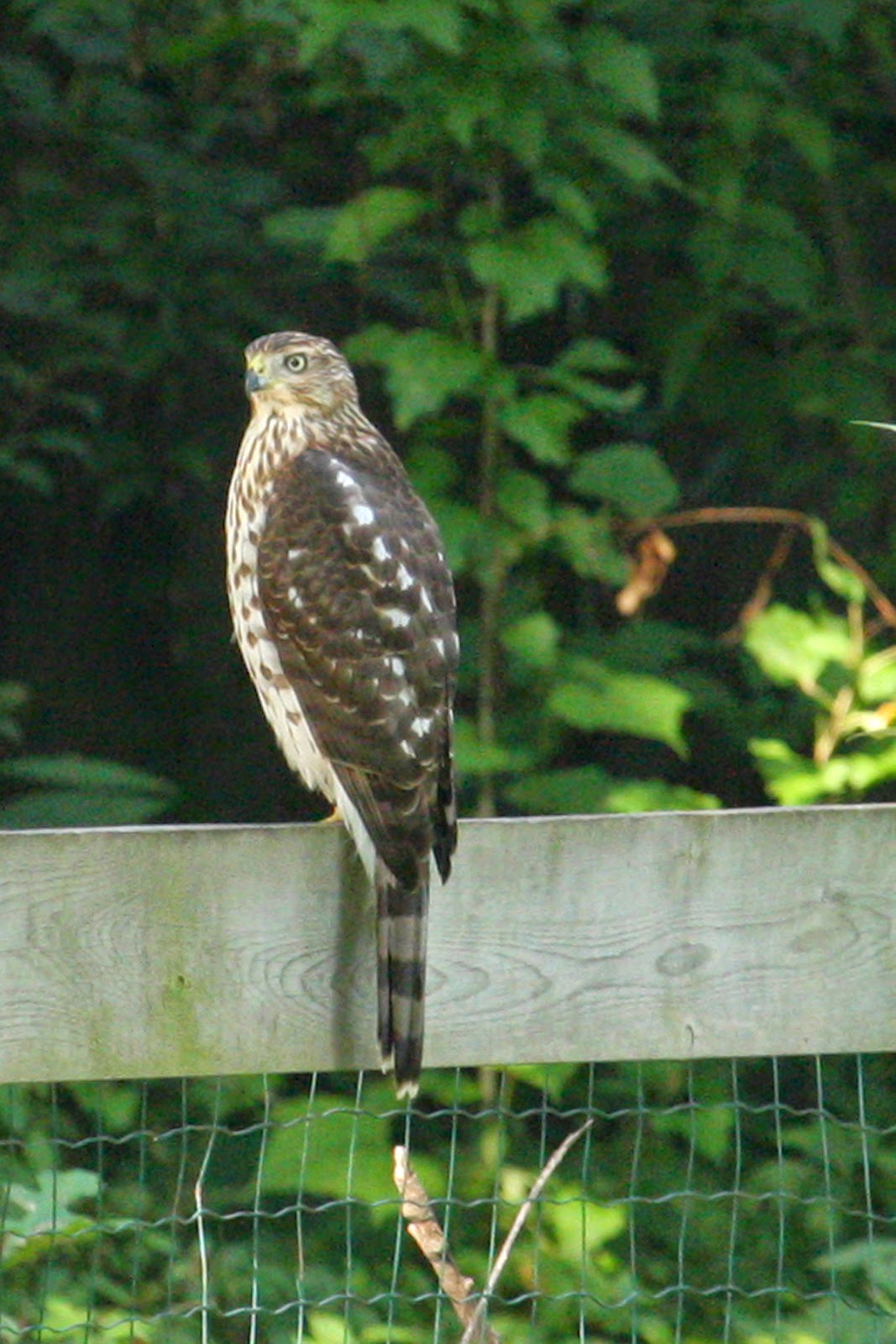 World Bird Sanctuary: Why is that bird Tethered?