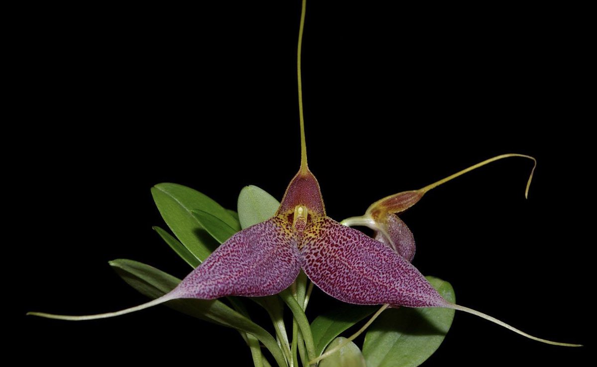 Masdevallia decumana care and culture | Travaldo's blog