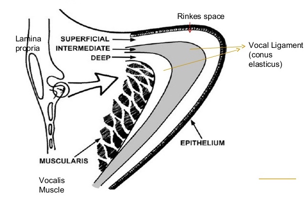 VOCOLOGICAMENTE: IDRATAZIONE e VOCE : cosa sappiamo e cosa c'è da scoprire?