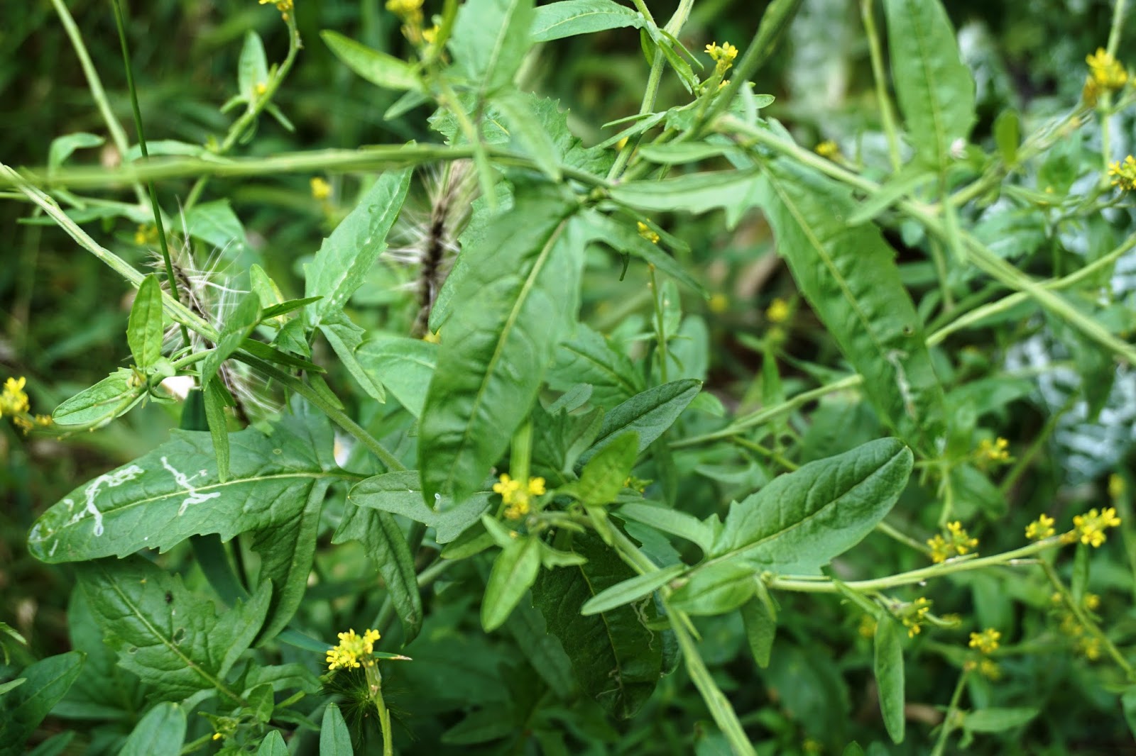 Plantas de Huerta Otea, Salamanca: Erísimo, hierba de San Alberto ...