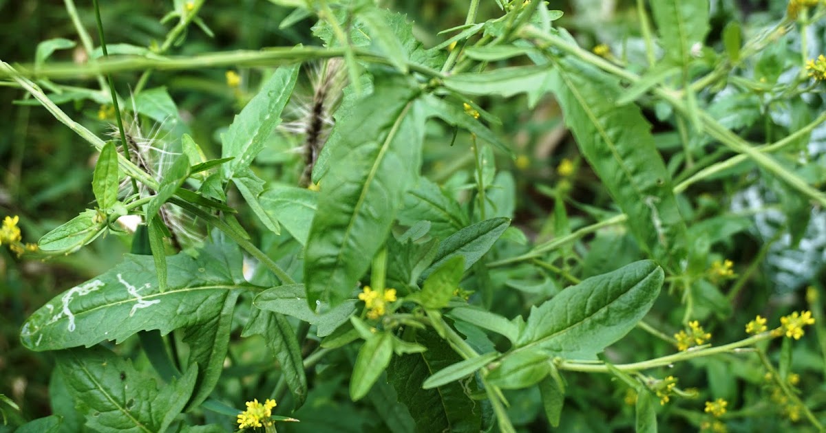 Plantas de Huerta Otea, Salamanca: Erísimo, hierba de San Alberto ...
